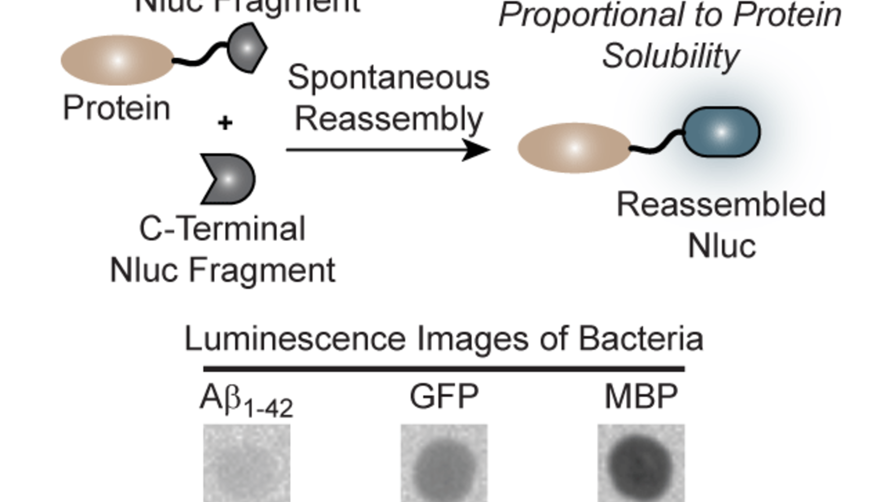 Chemists measure aggregation of disease-related proteins | Department ...
