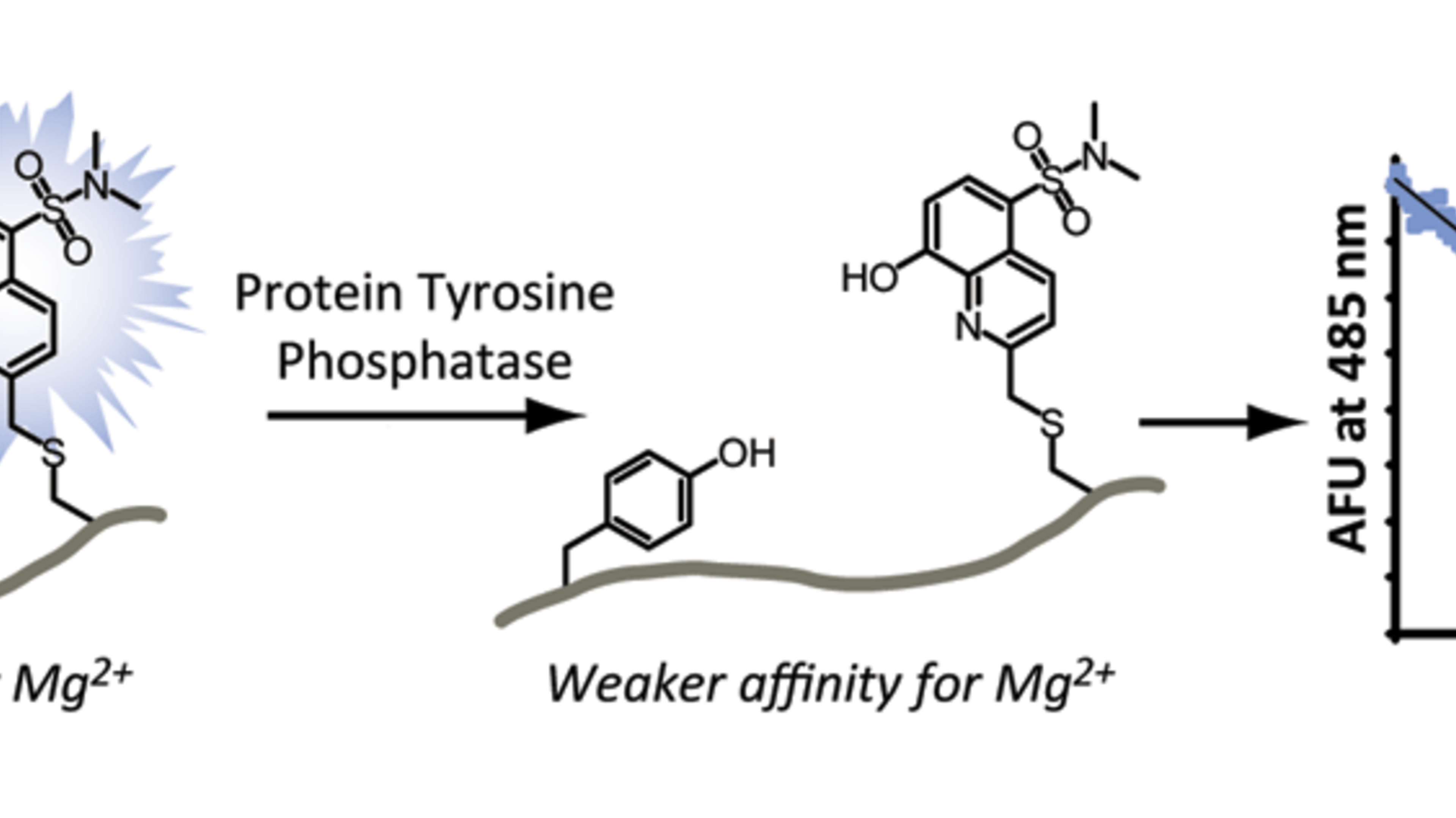 Direct activity assays for protein phosphatases | Department of ...